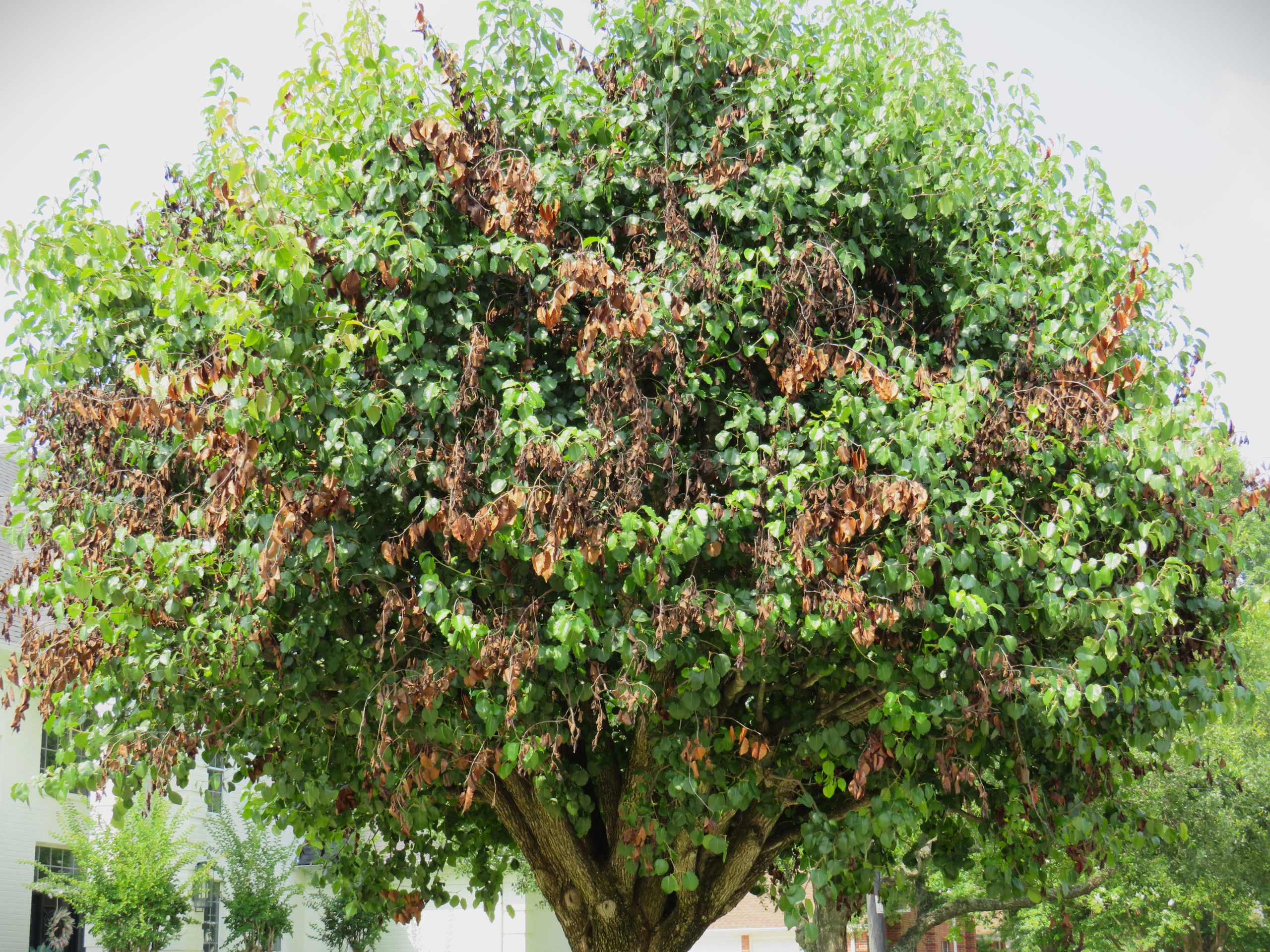 Fire Blight Disease on Pears