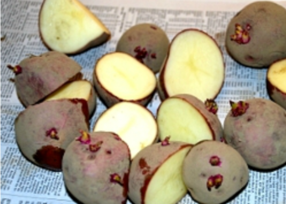 Growing Irish Potatoes