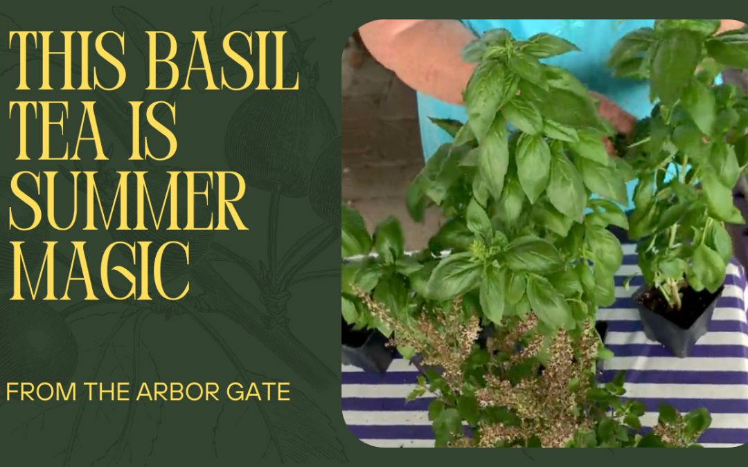Cold Brew Basil Tea: Your New Summer Garden Refreshment